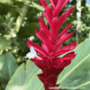 Alpinia purpurata (Red Ginger) - Garden Flora Online