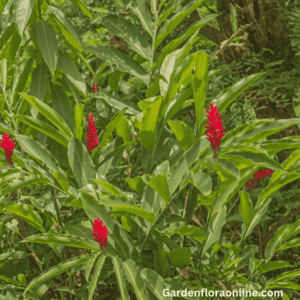 Alpinia purpurata (Red Ginger) - Garden Flora Online